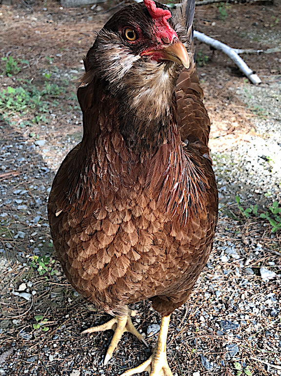 Juliet is definitely broody… – Farmer-ish