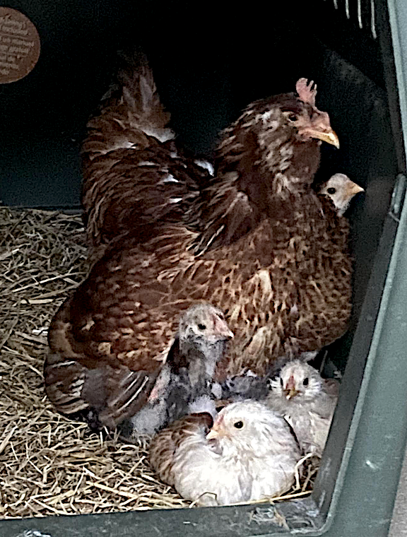 Ruby is a tired mama… – Farmer-ish