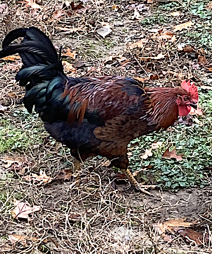 Puppy Stuff and Saying Goodbye to a Rooster – Farmer-ish