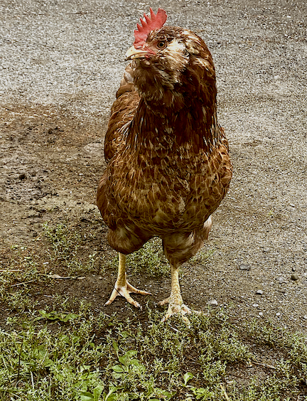 A Ruby Update – Farmer-ish