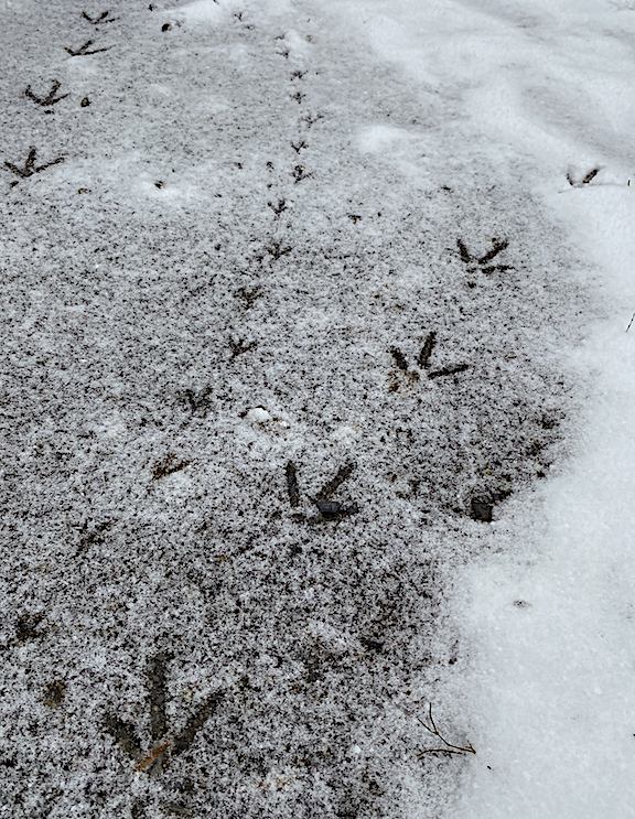 Footprints in Snow – Farmer-ish
