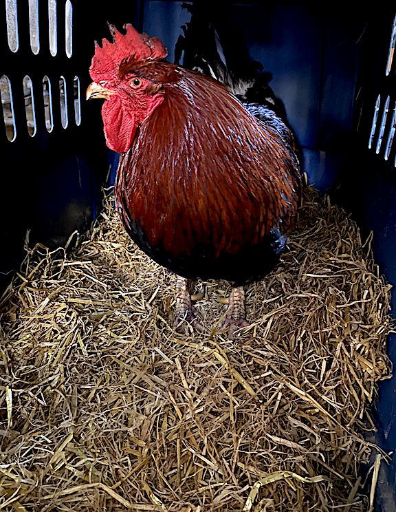 A Rooster Update – Farmer-ish