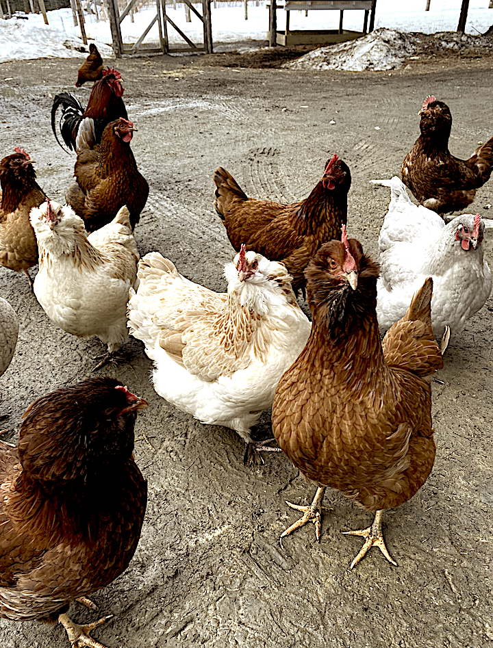 Ruby’s Rank – Farmer-ish