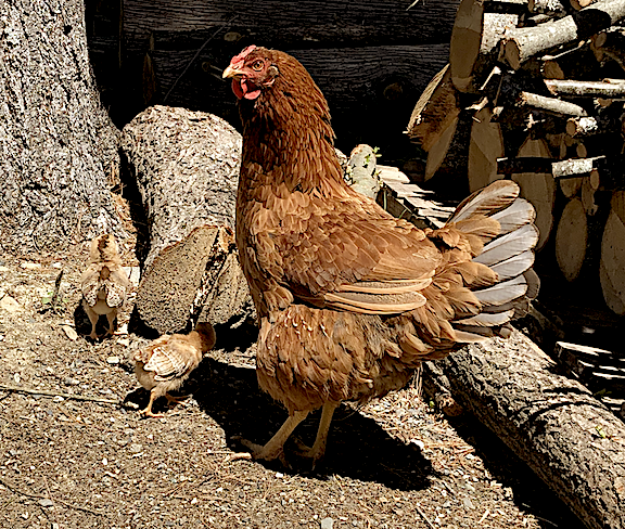 Pumpkin’s Story – Farmer-ish