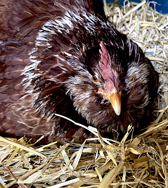 Ruby is broody. – Farmer-ish