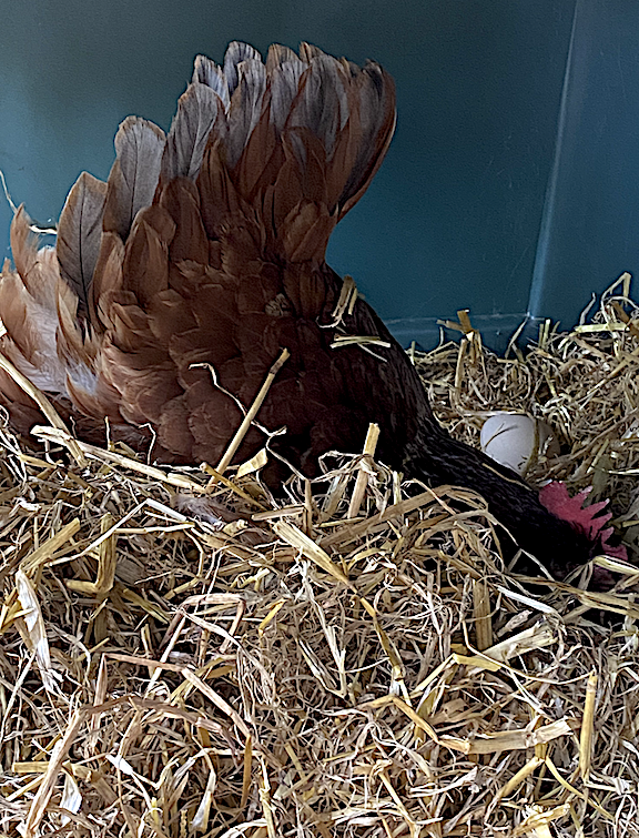 Ruby Gets Her Way – Farmer-ish