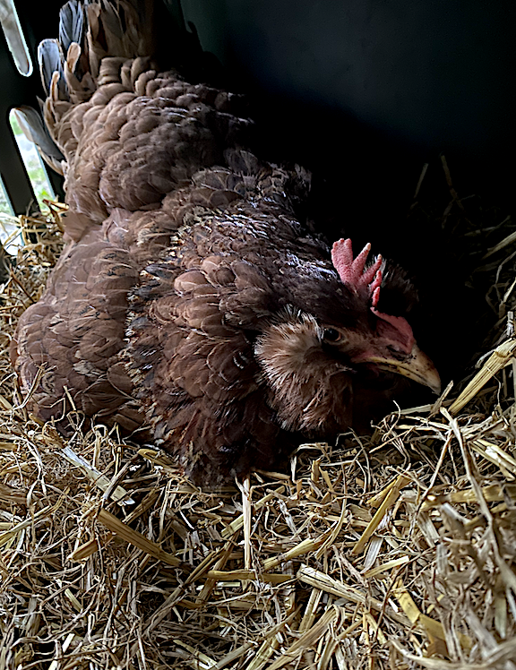 I hear cheeping! – Farmer-ish