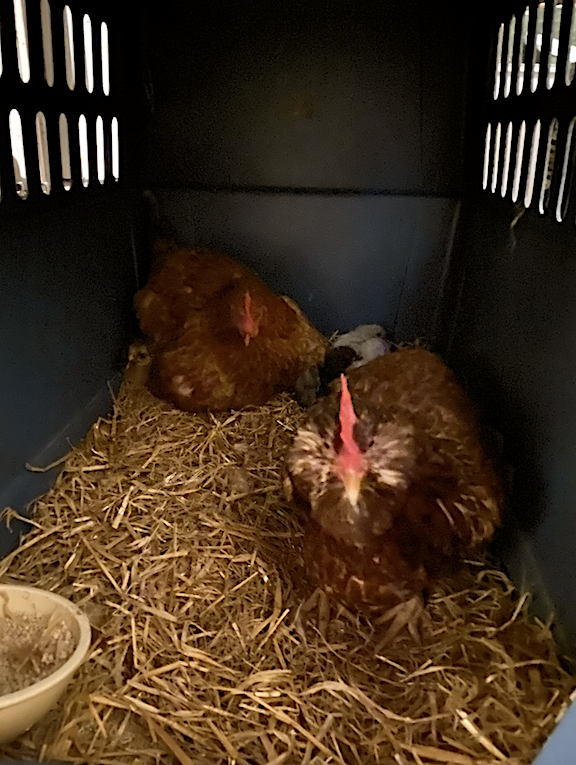 Aunt Ruby – Farmer-ish