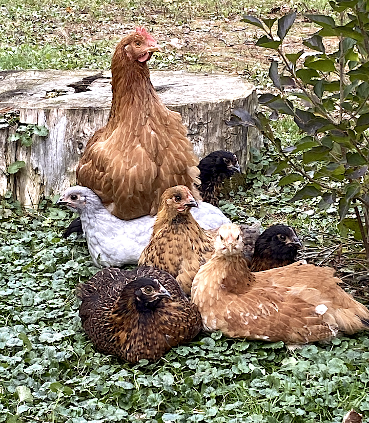 Petty, Super Mama – Farmer-ish