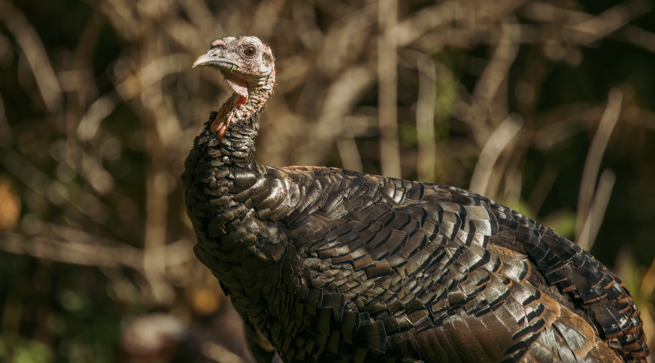 Talking Turkey – Farmer-ish