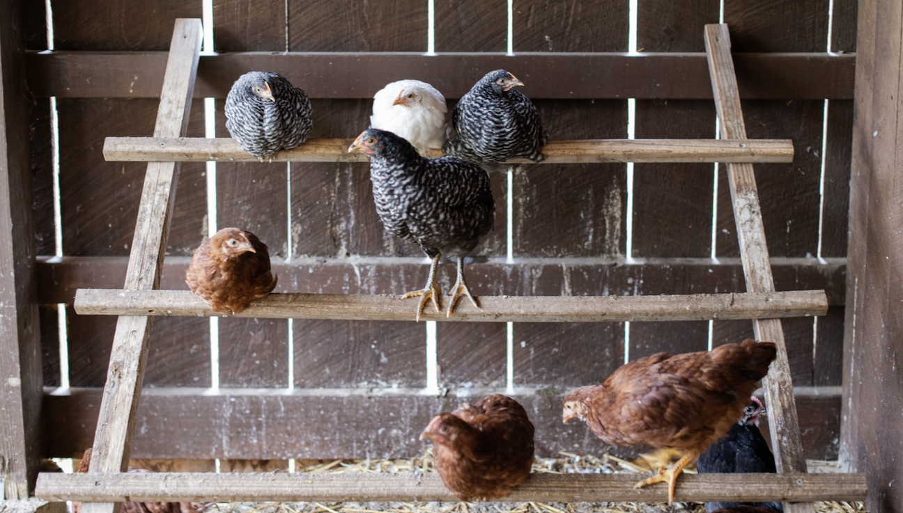 Pecking Order: Chickens, Social Hierarchy, and Ruling the Roost ...